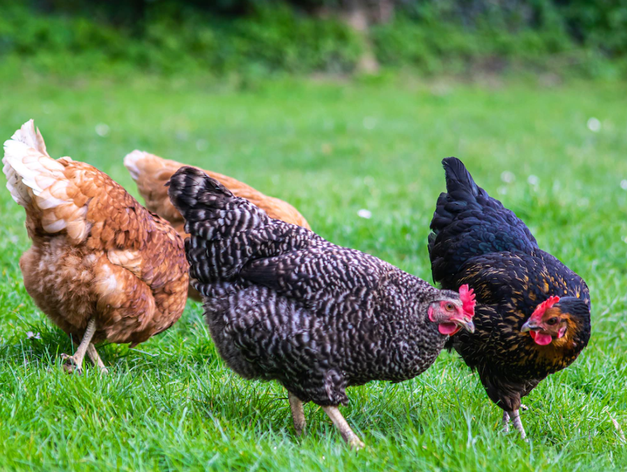 Rutherford County Center | North Carolina Cooperative Extension